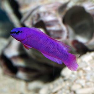 | Reflections from Northcott's VP of Public Relations, Patti Carey